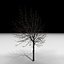 Tree Plant 3d Model