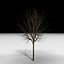 Tree Plant 3d Model
