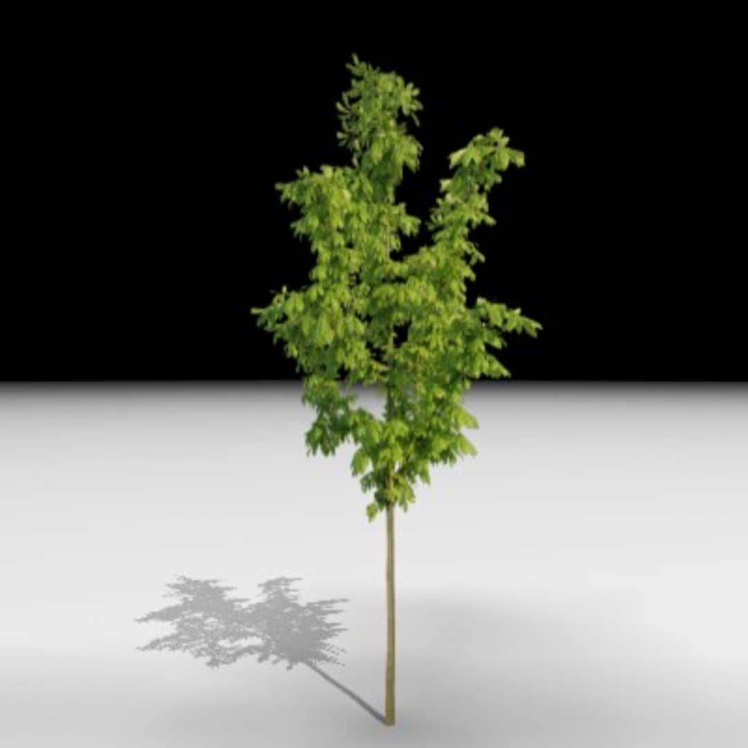 Tree Plant 3d Model