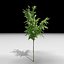 Tree Plant 3d Model