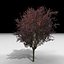 Tree Plant 3d Model