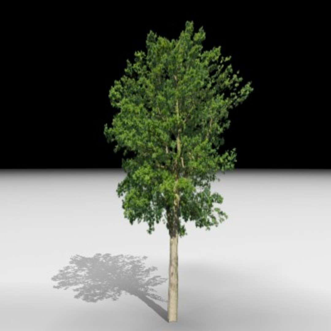Tree Plant 3d Model