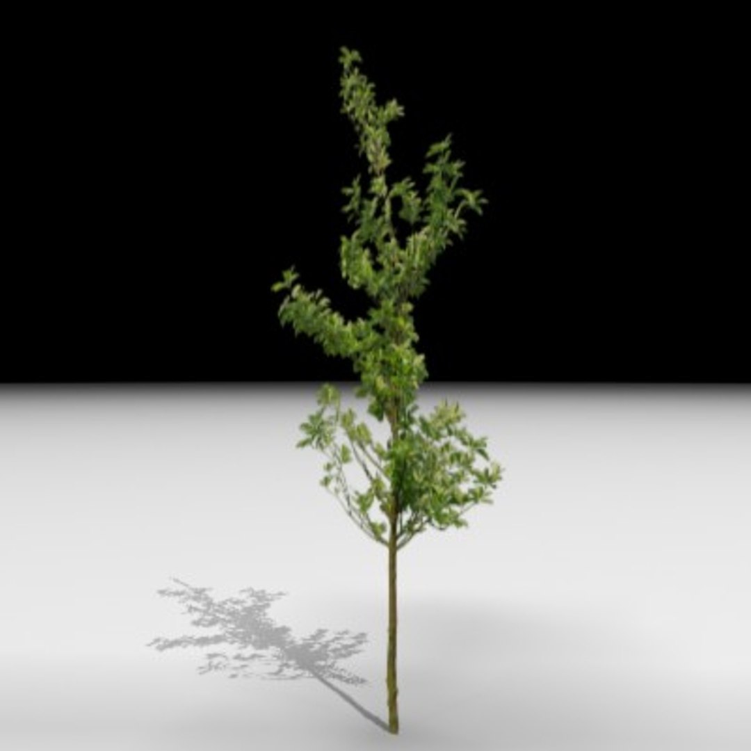 Tree Plant 3d Model