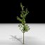 Tree Plant 3d Model