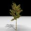 Tree Plant 3d Model