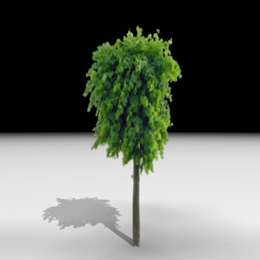 Tree Plant 3d Model