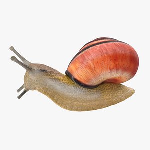 Invertebrate 3D Models for Download | TurboSquid