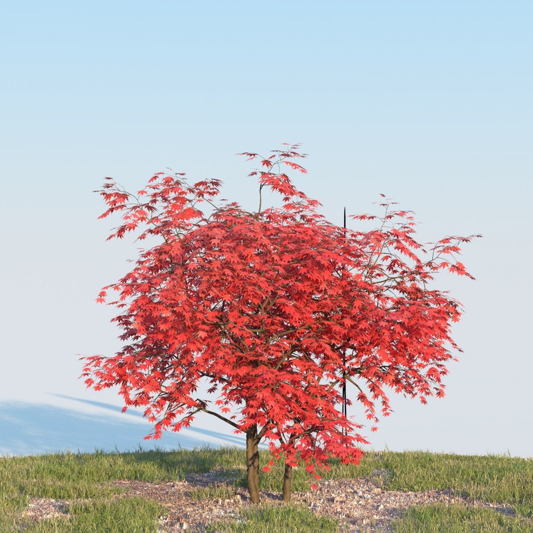 3d japanese maple