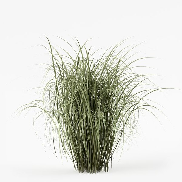 maya bush plant hedge