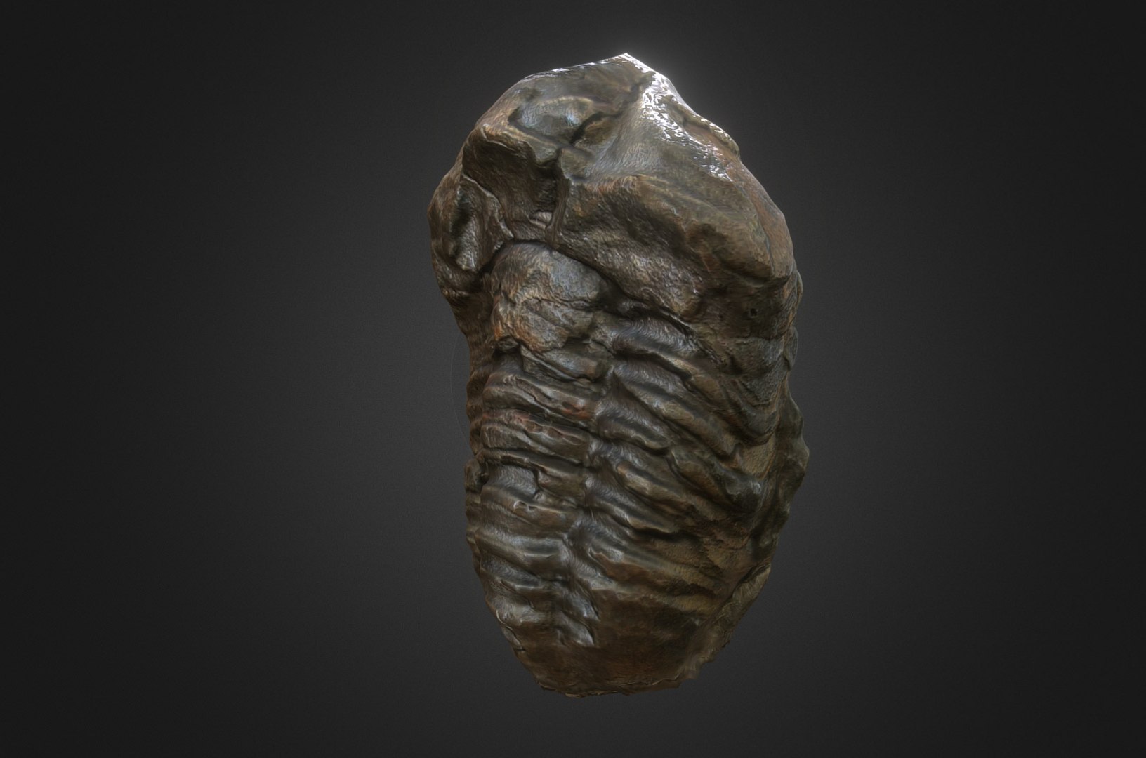 3d Fossilized Trilobyte Model