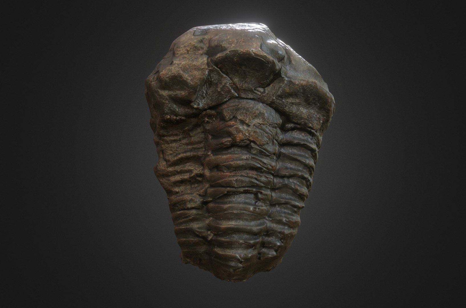 3d Fossilized Trilobyte Model