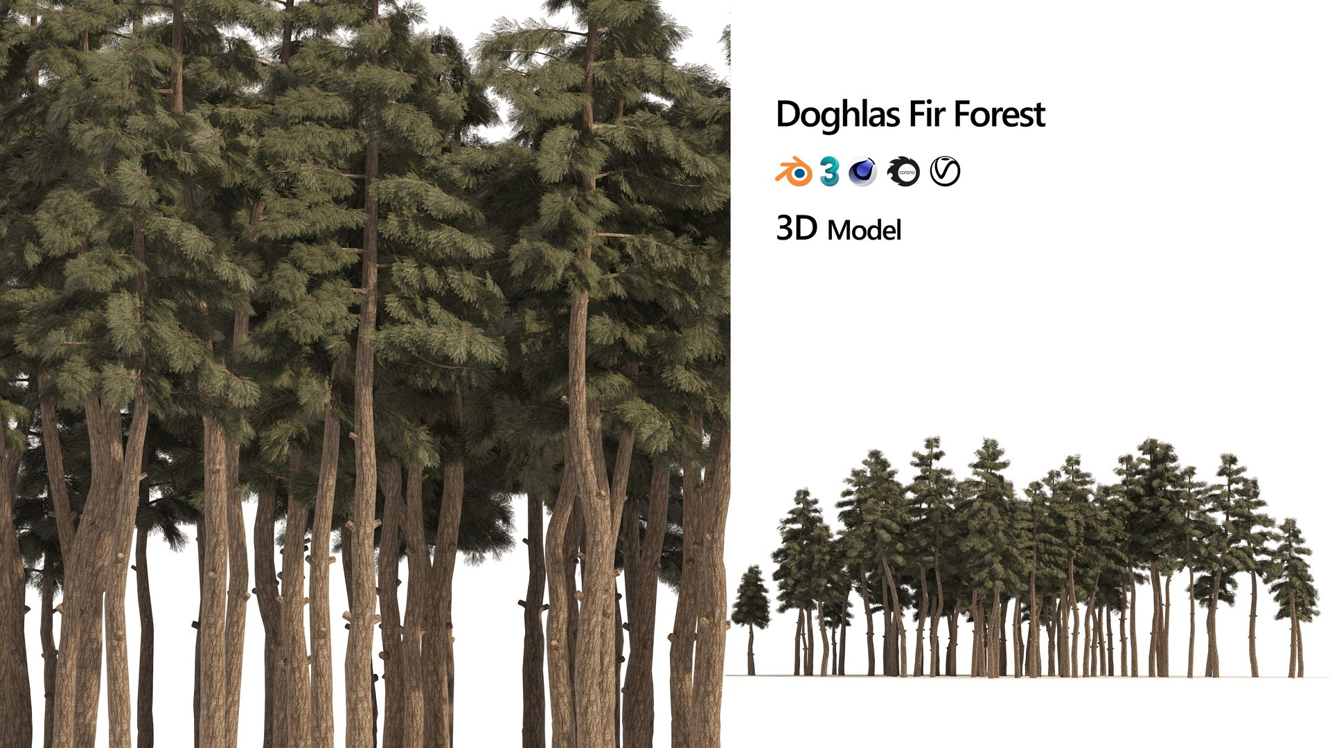 Douglas-fir Large Tree Forest Model - TurboSquid 1997192