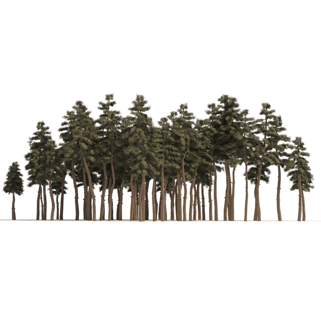 Douglas-fir Large Tree Forest Model - TurboSquid 1997192