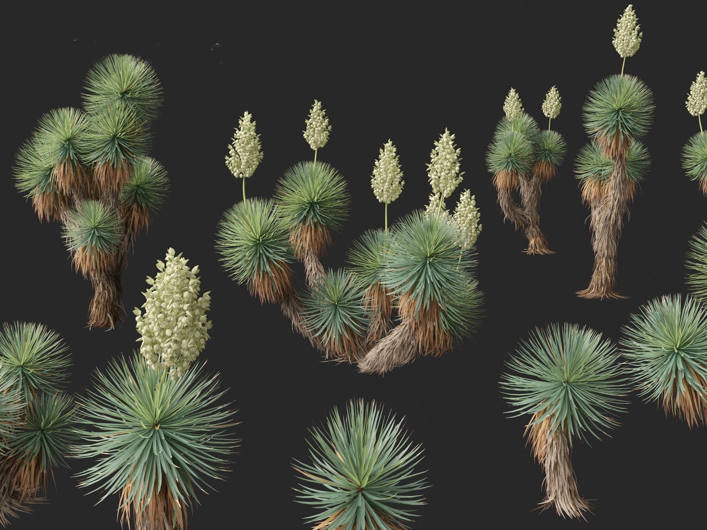 Yucca Thompsoniana - Beaked Yucca 3D Model - TurboSquid 2139164