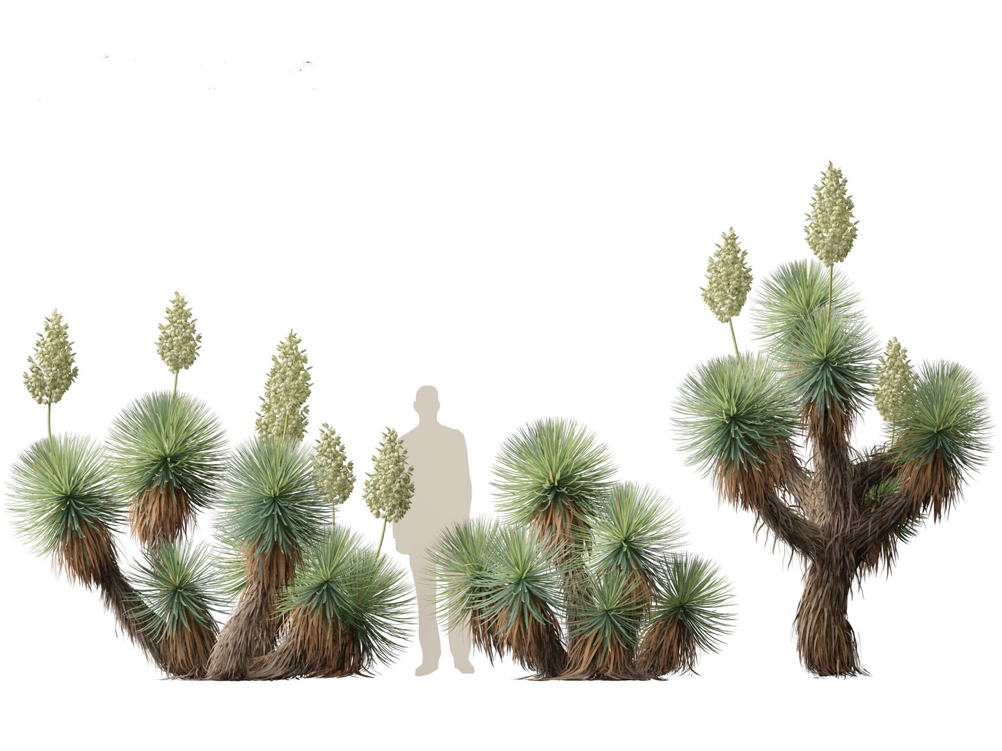 Yucca Thompsoniana - Beaked Yucca 3D Model - TurboSquid 2139164