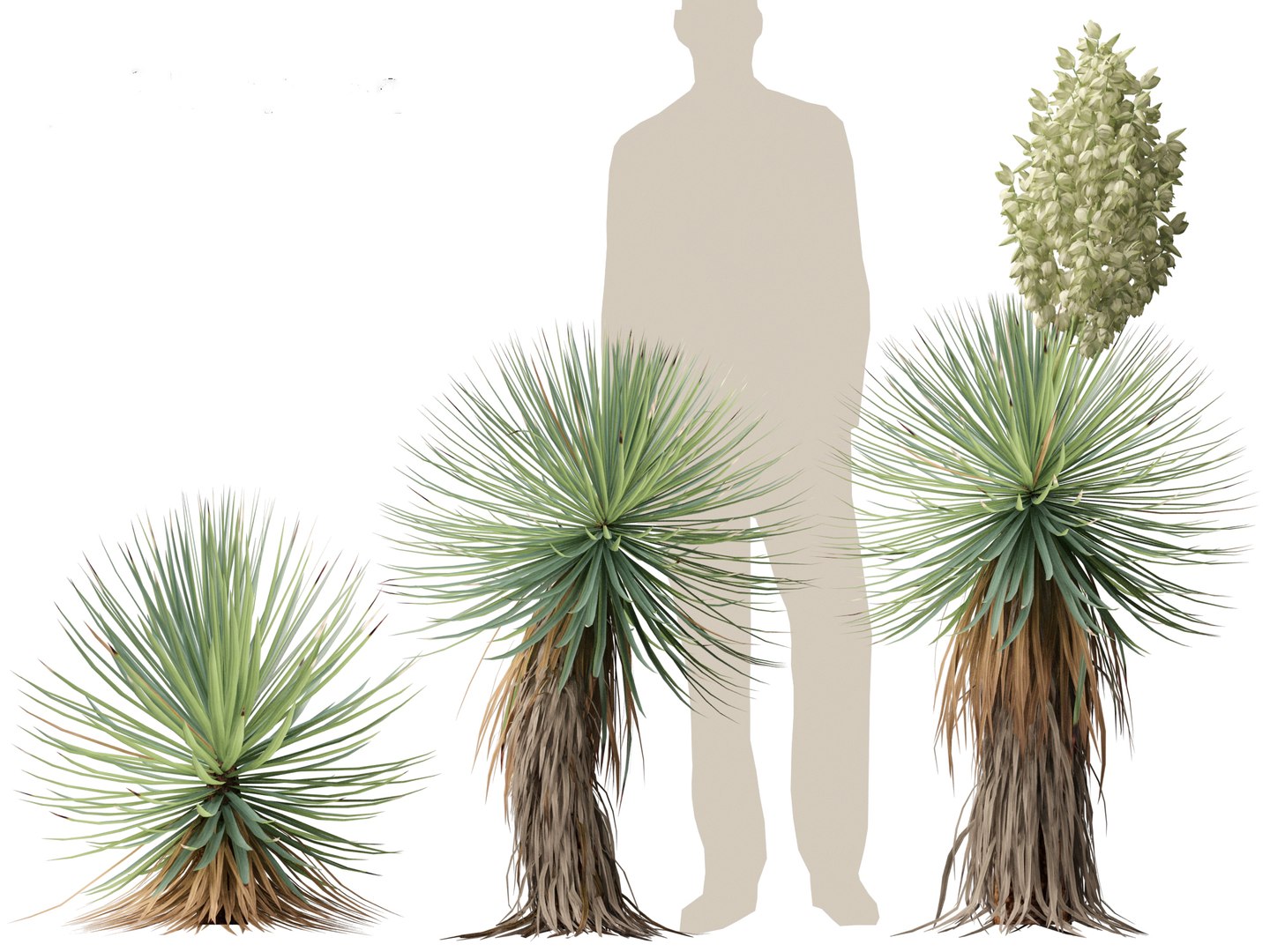 Yucca Thompsoniana - Beaked Yucca 3D Model - TurboSquid 2139164