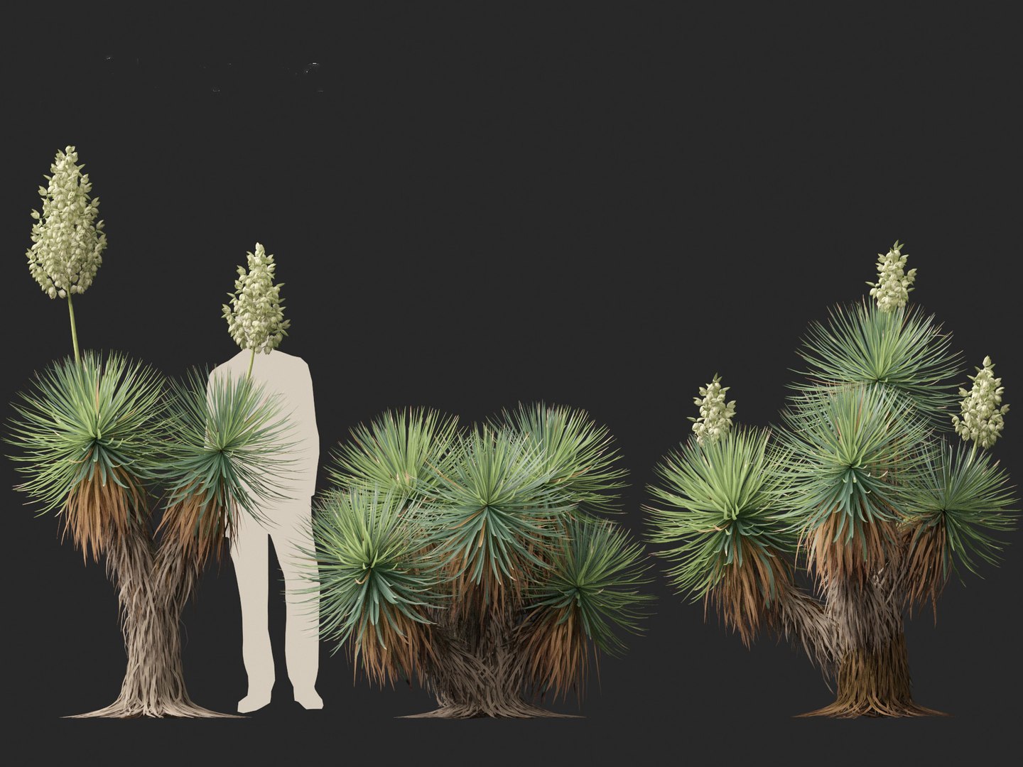 Yucca thompsoniana - Beaked yucca 3D model - TurboSquid 2139164