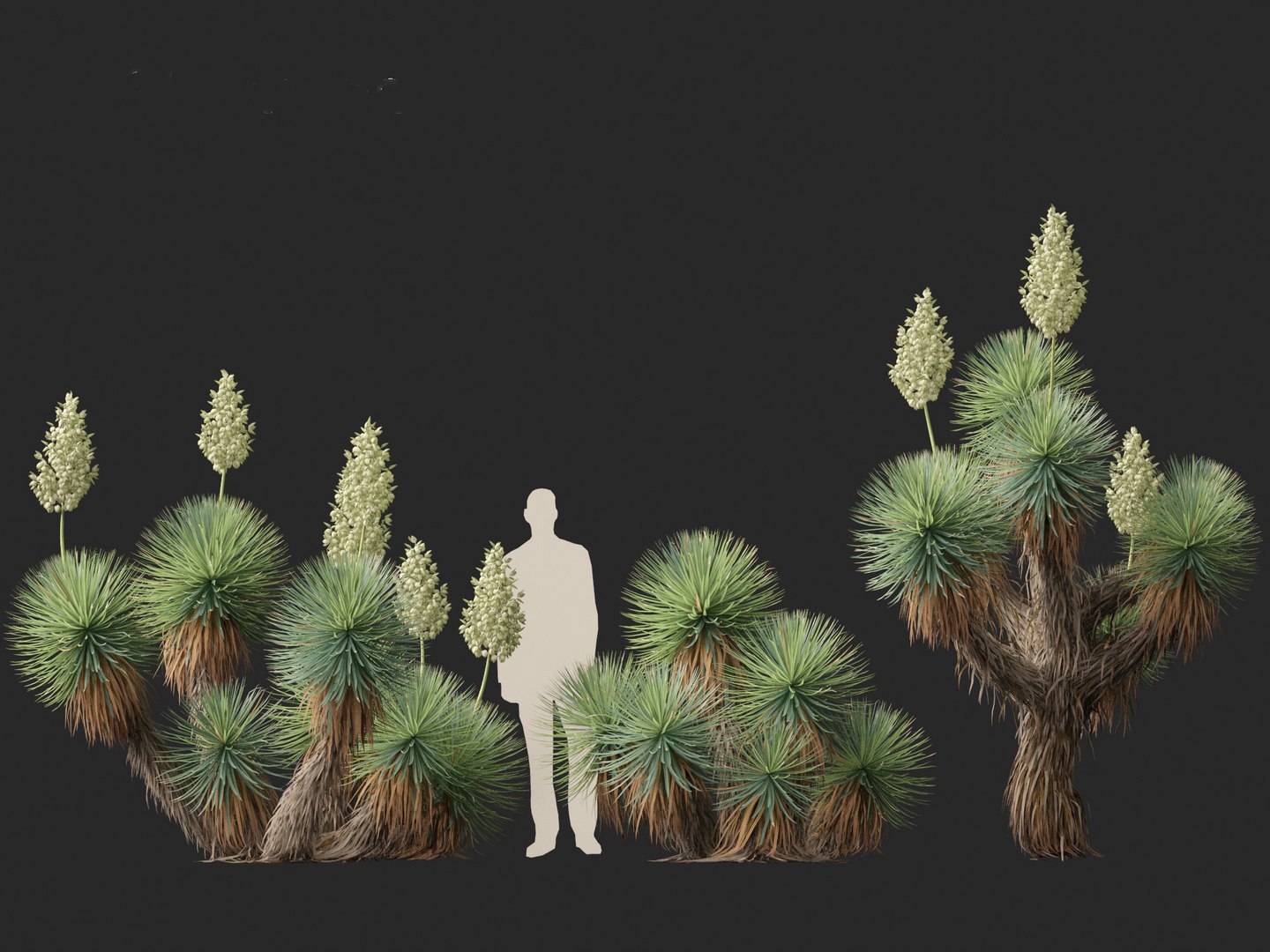 Yucca Thompsoniana - Beaked Yucca 3D Model - TurboSquid 2139164