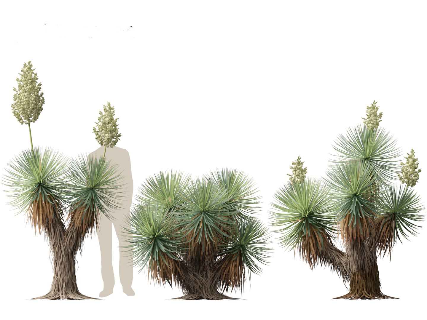 Yucca Thompsoniana - Beaked Yucca 3D Model - TurboSquid 2139164