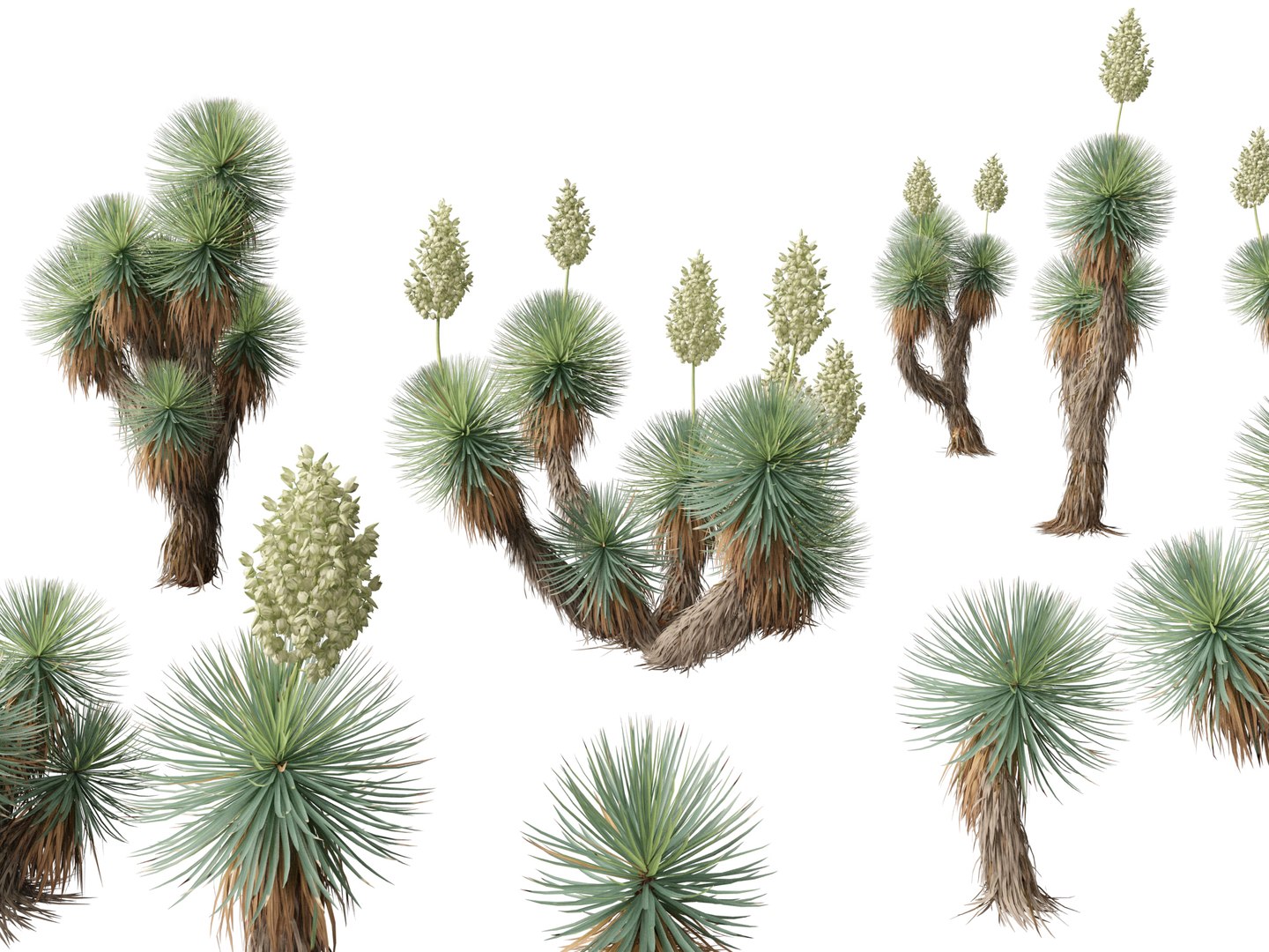 Yucca thompsoniana - Beaked yucca 3D model - TurboSquid 2139164