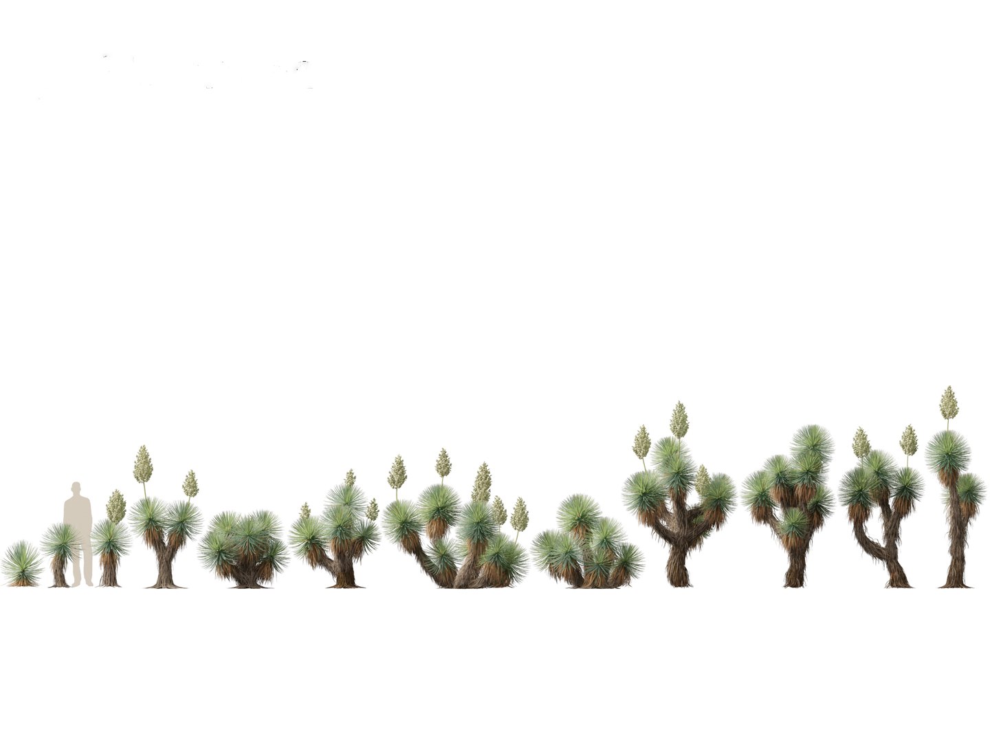 Yucca Thompsoniana - Beaked Yucca 3D Model - TurboSquid 2139164