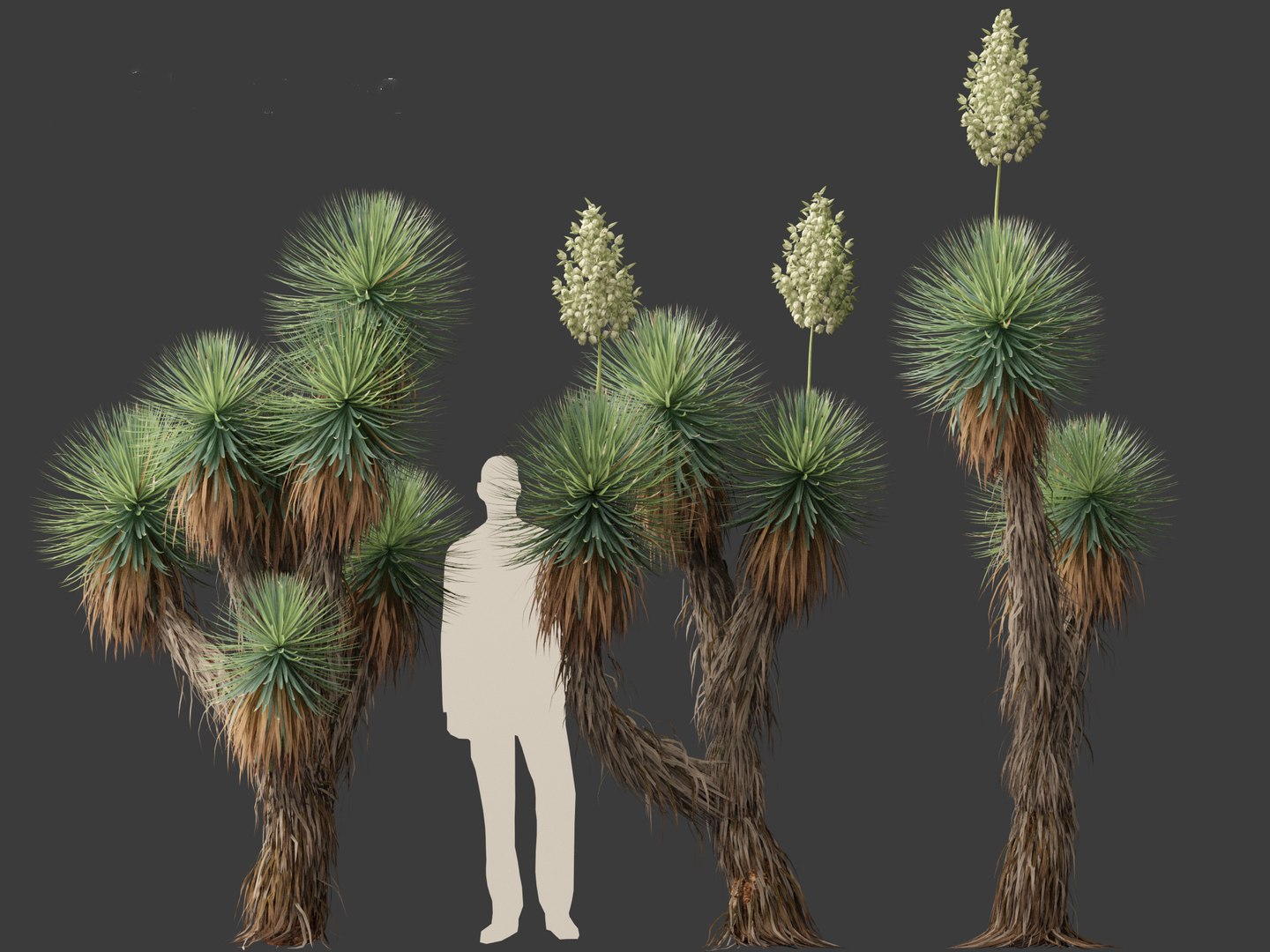 Yucca Thompsoniana - Beaked Yucca 3D Model - TurboSquid 2139164