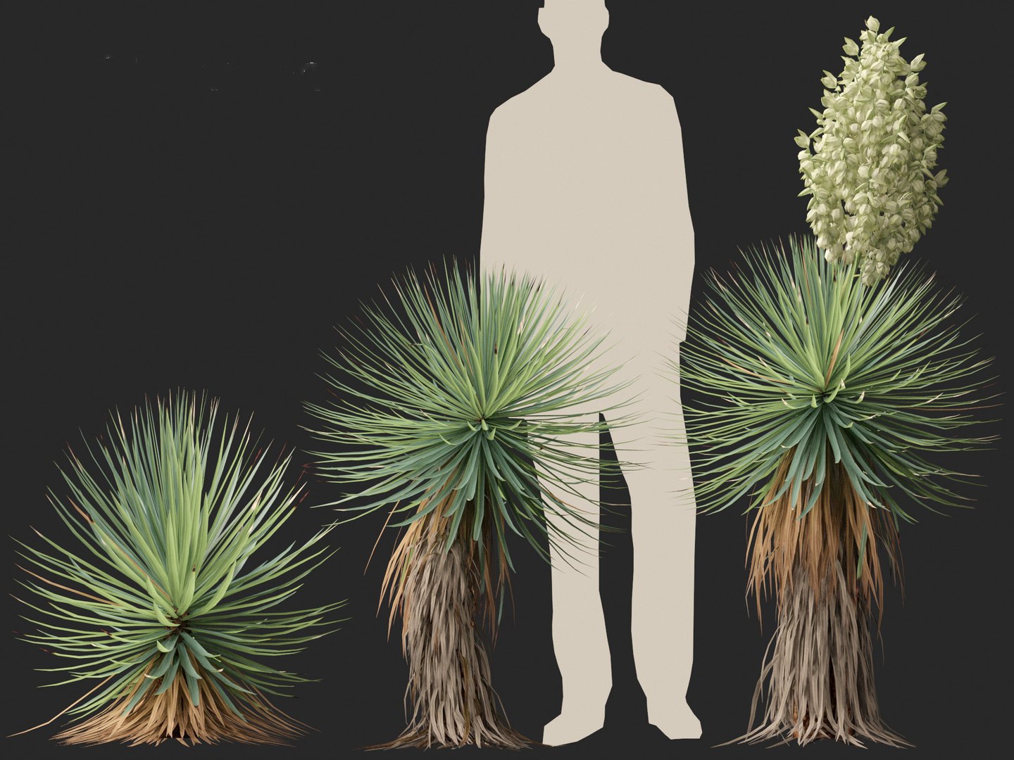 Yucca Thompsoniana - Beaked Yucca 3D Model - TurboSquid 2139164