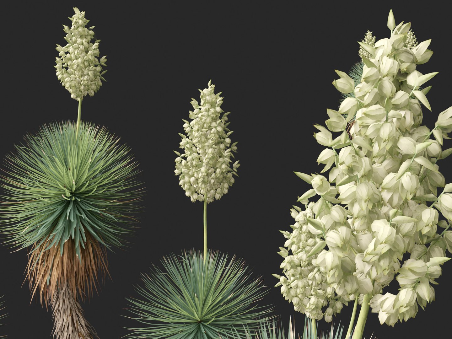 Yucca Thompsoniana - Beaked Yucca 3D Model - TurboSquid 2139164