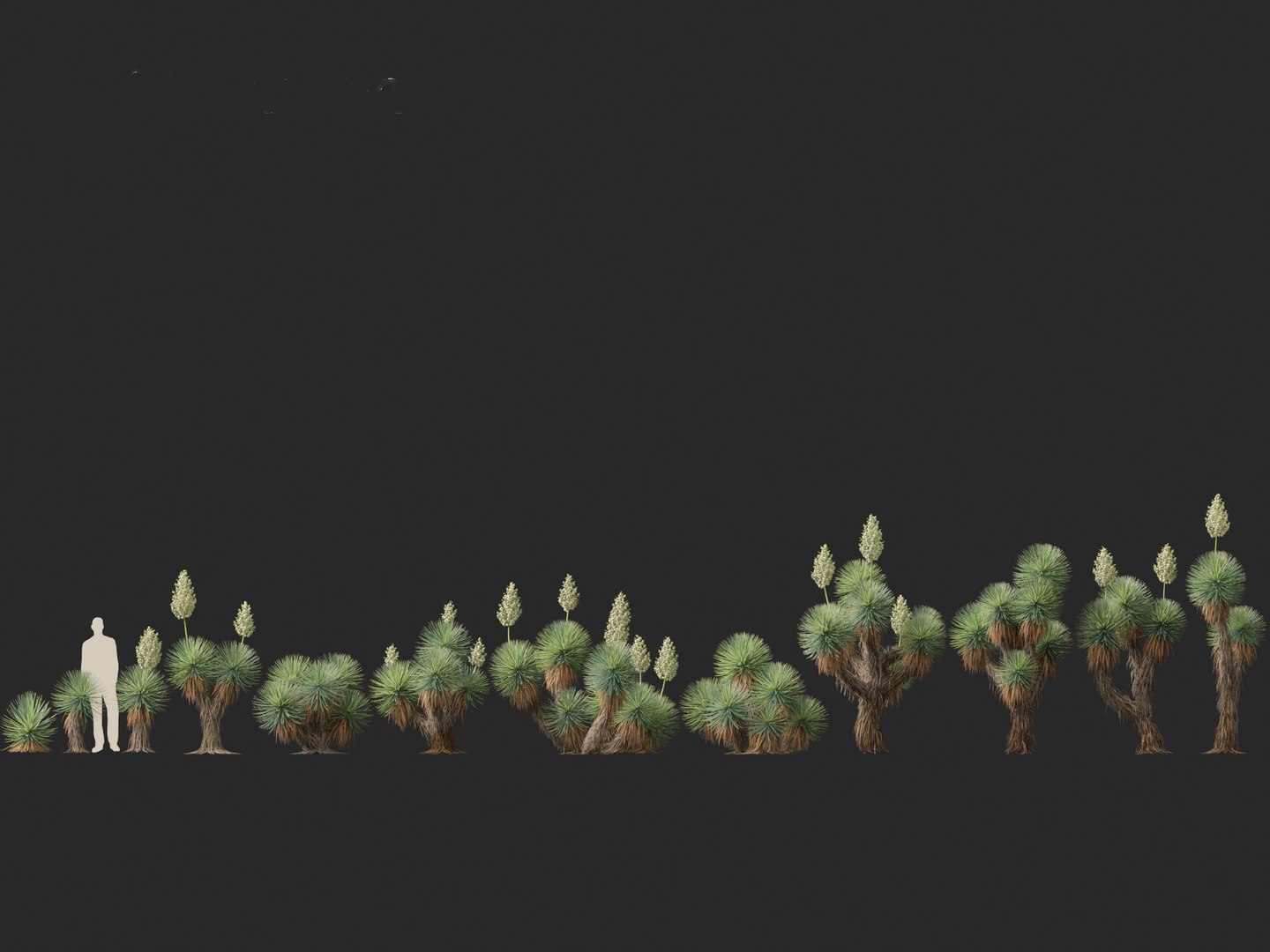 Yucca Thompsoniana - Beaked Yucca 3D Model - TurboSquid 2139164