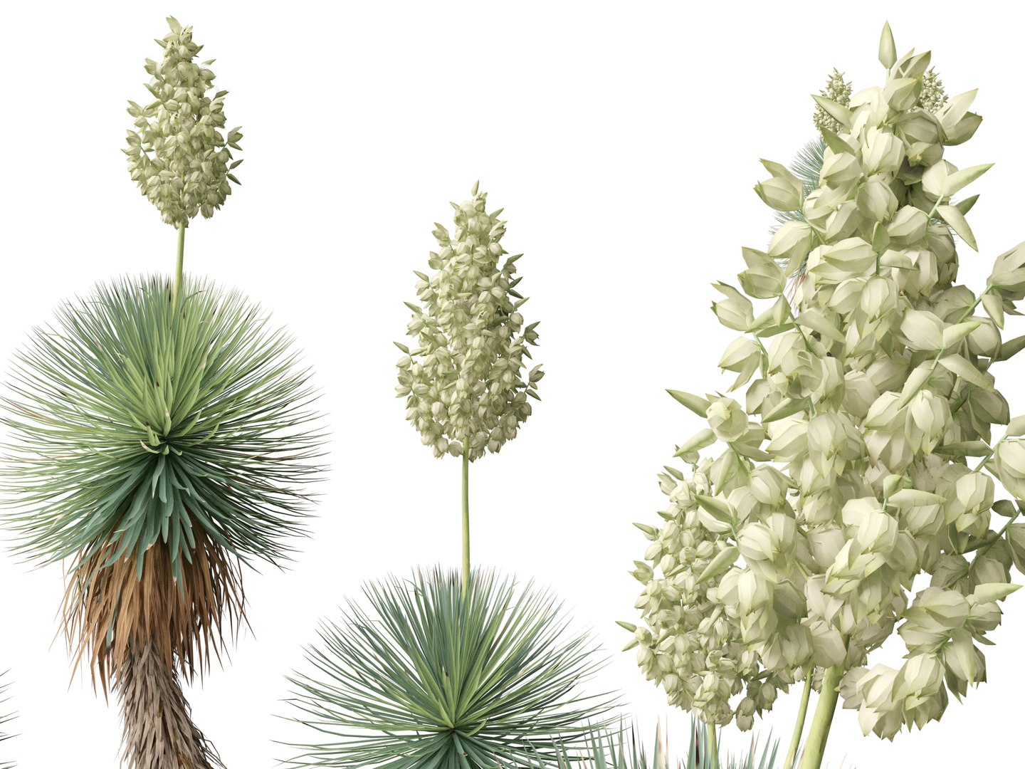 Yucca Thompsoniana - Beaked Yucca 3D Model - TurboSquid 2139164