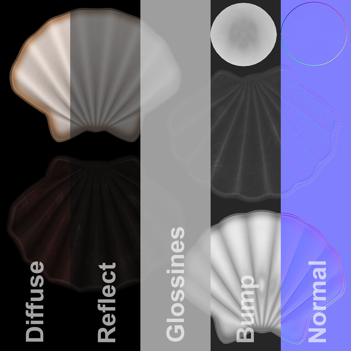 pearl shell 3d max