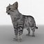 3d Model Cat 3 Fur