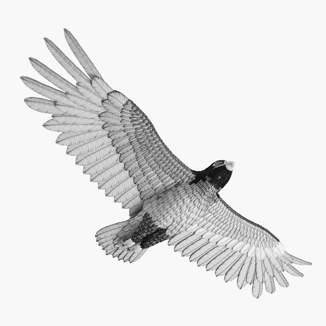 Eagle For CNC 3D - TurboSquid 1881858