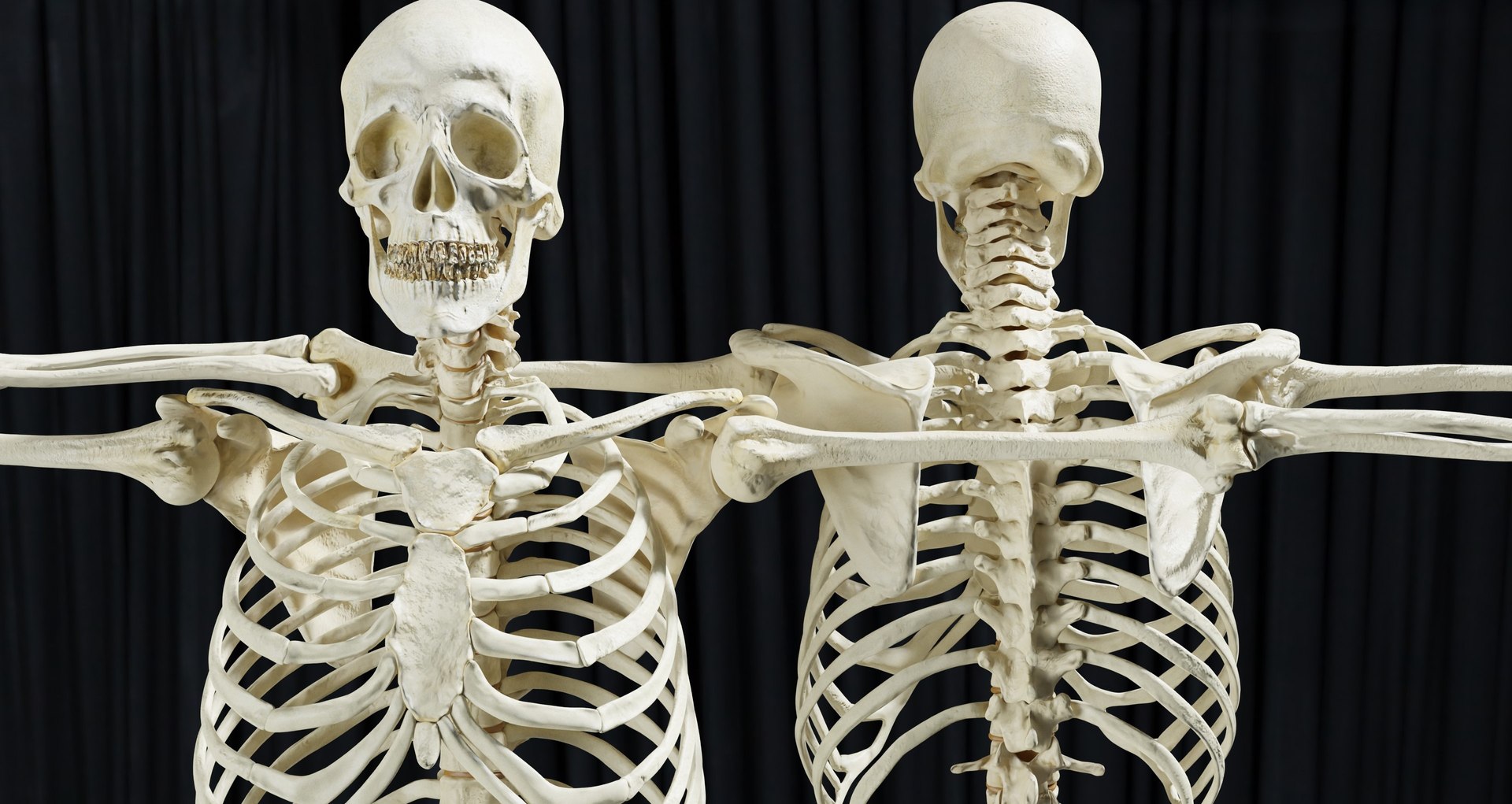 Real Human Skeleton Animated 3D Model - TurboSquid 2333712