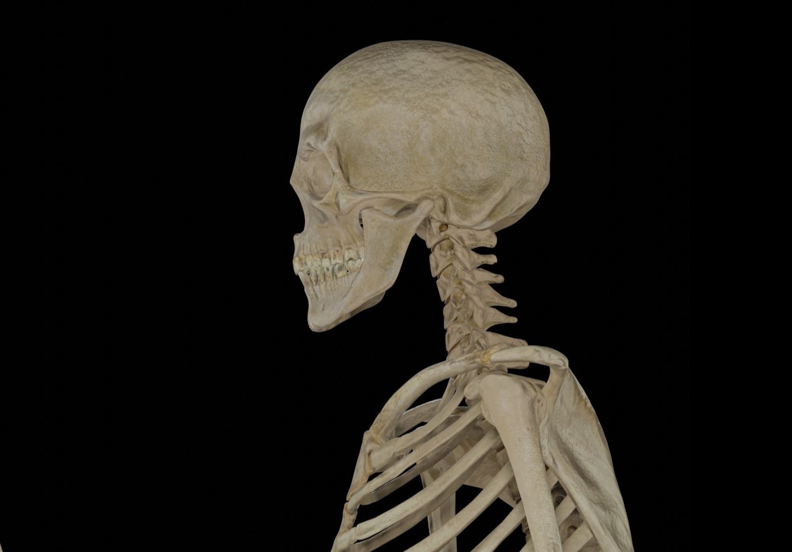 Real Human Skeleton Animated 3D Model - TurboSquid 2333712