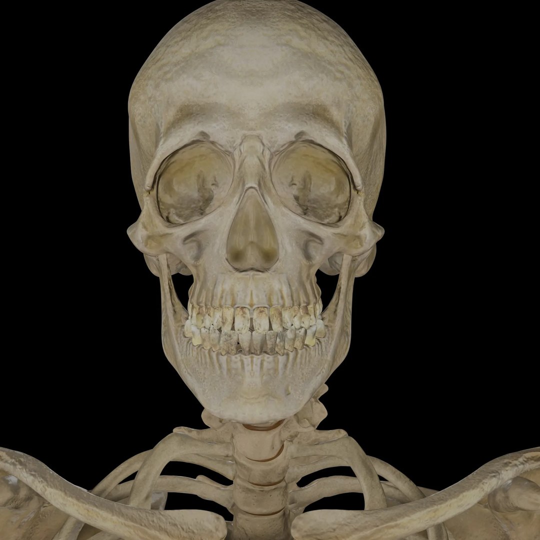 Real Human Skeleton Animated 3D Model - TurboSquid 2333712