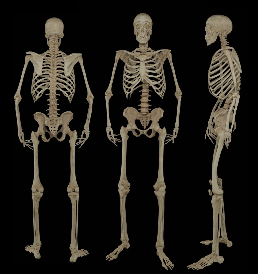 Real Human Skeleton Animated 3D Model - TurboSquid 2333712