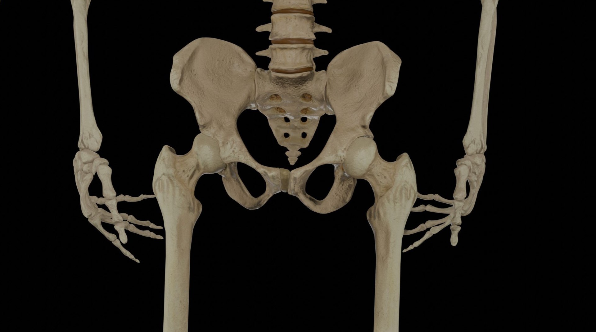 Real Human Skeleton Male Rigged Animated 3D Model - TurboSquid 2333712