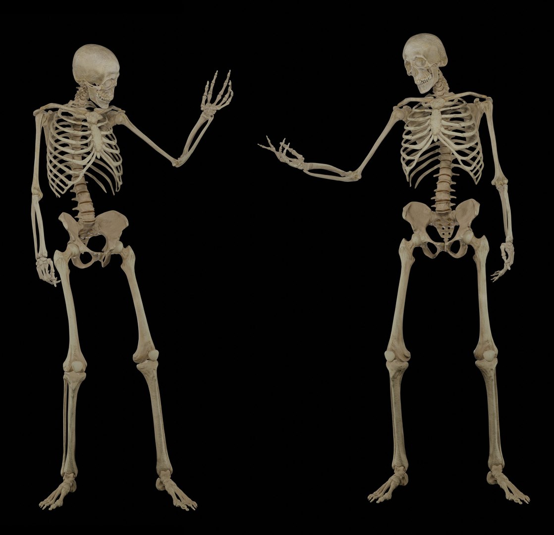 Real Human Skeleton Male Rigged Animated 3D Model - TurboSquid 2333712