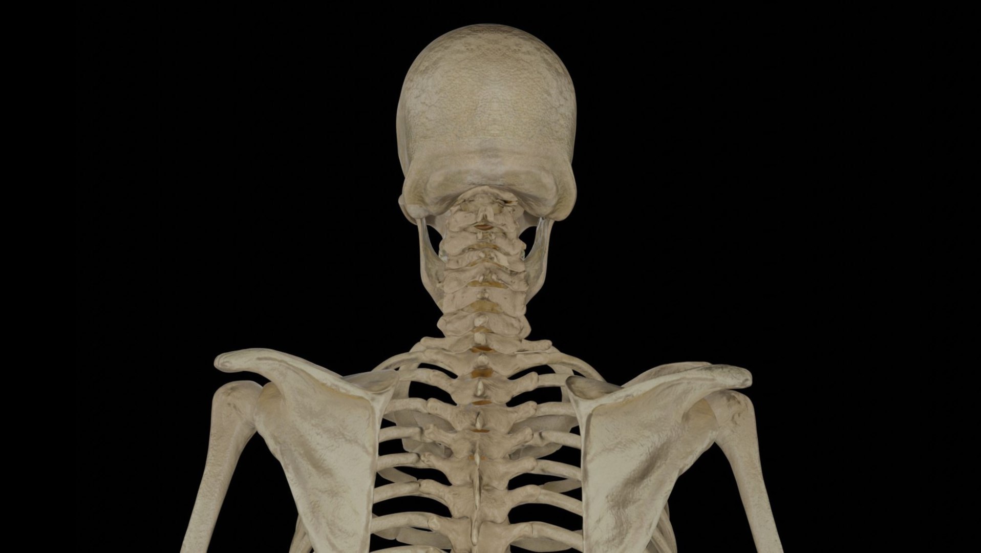 Real Human Skeleton Animated 3D Model - TurboSquid 2333712