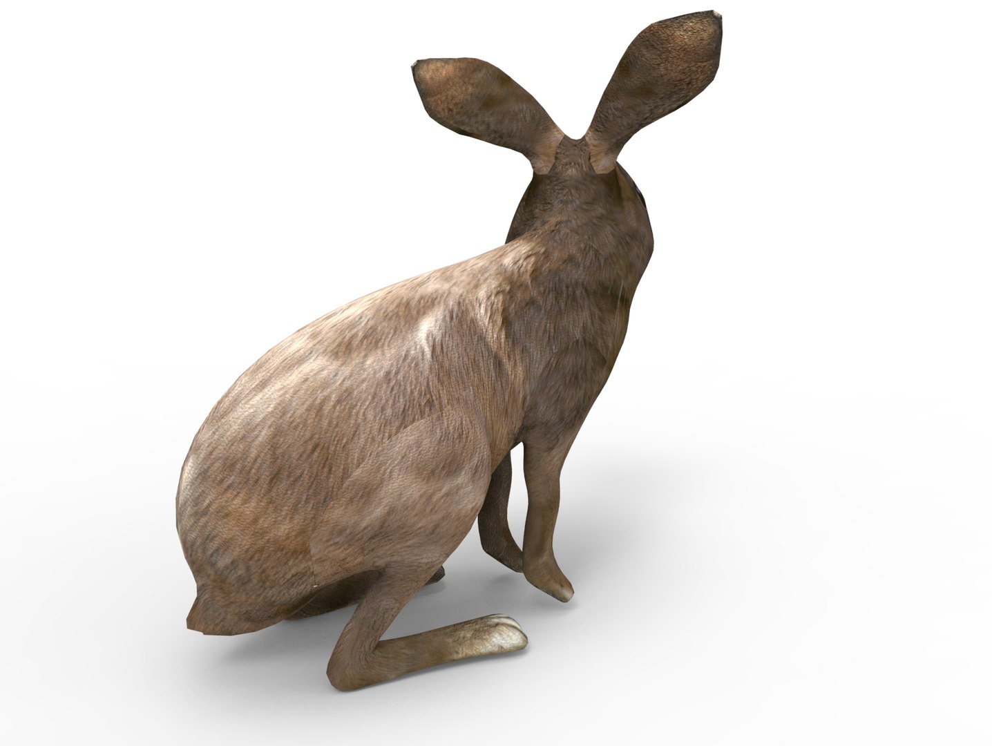 3D Model Rabbit Rigged - TurboSquid 1198753