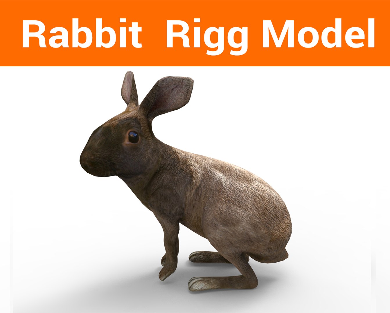 3D Model Rabbit Rigged - TurboSquid 1198753