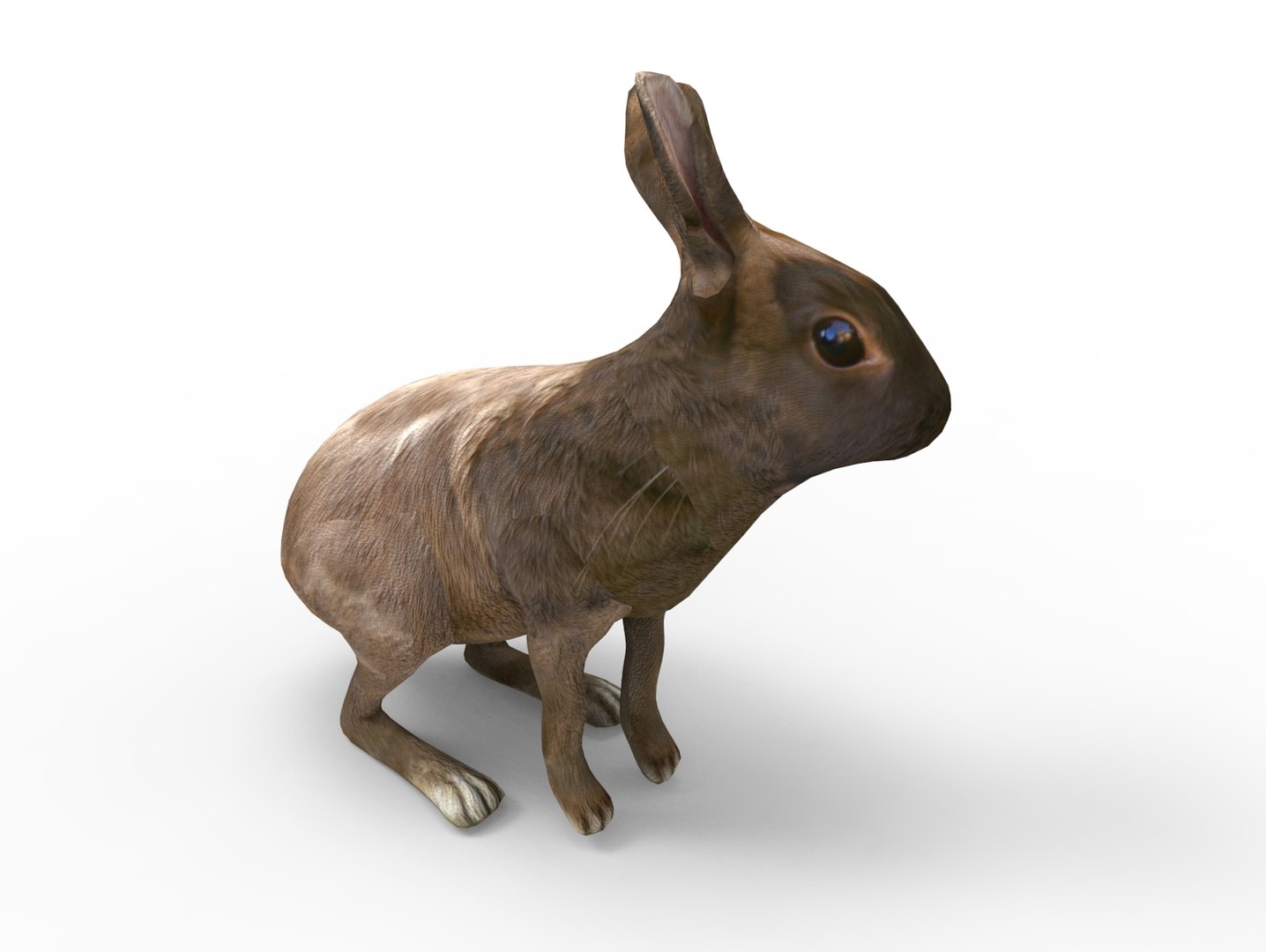 3D Model Rabbit Rigged - TurboSquid 1198753