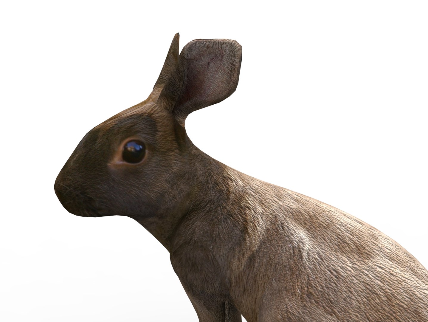 3D Model Rabbit Rigged - TurboSquid 1198753
