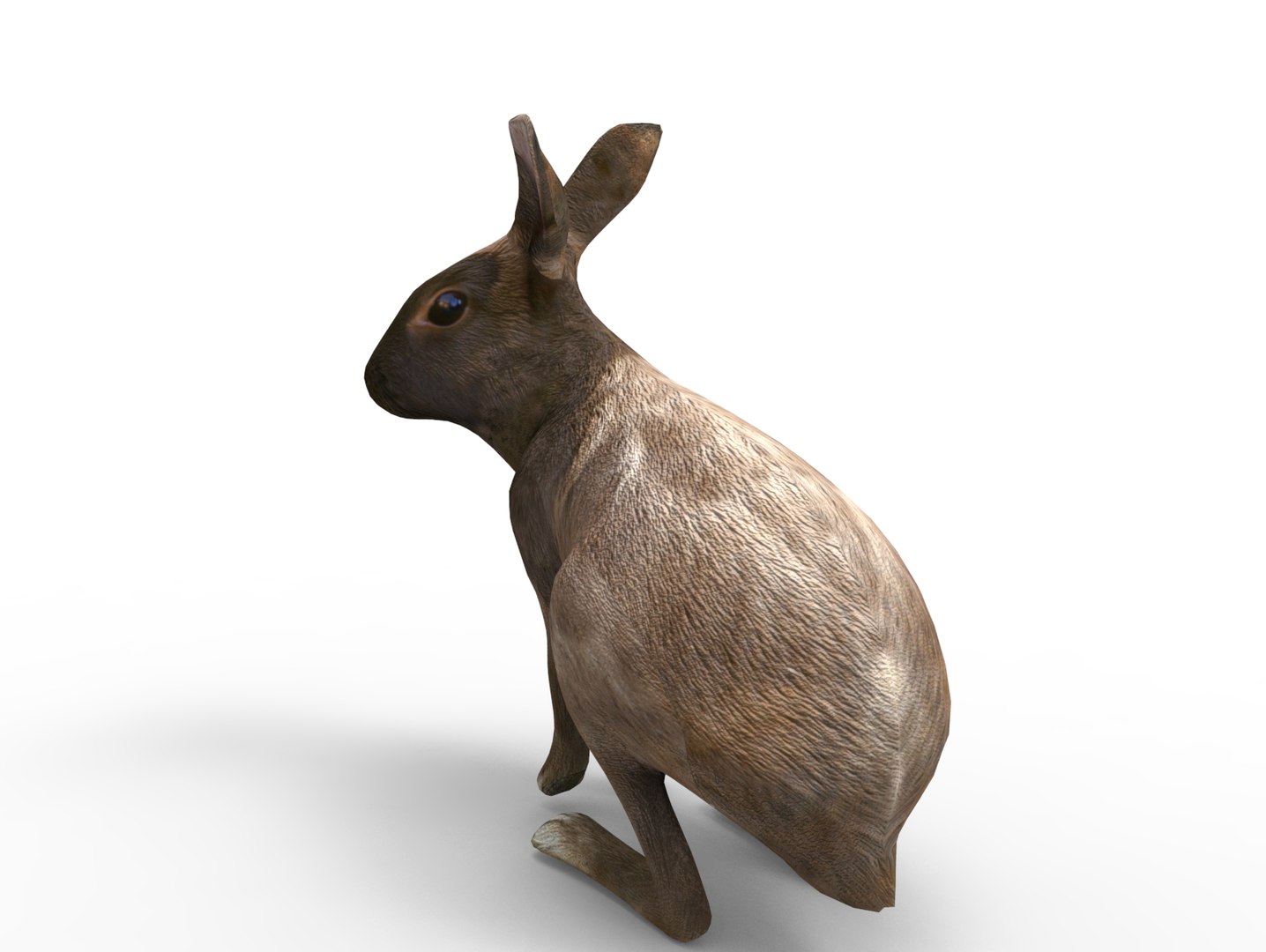3D Model Rabbit Rigged - TurboSquid 1198753