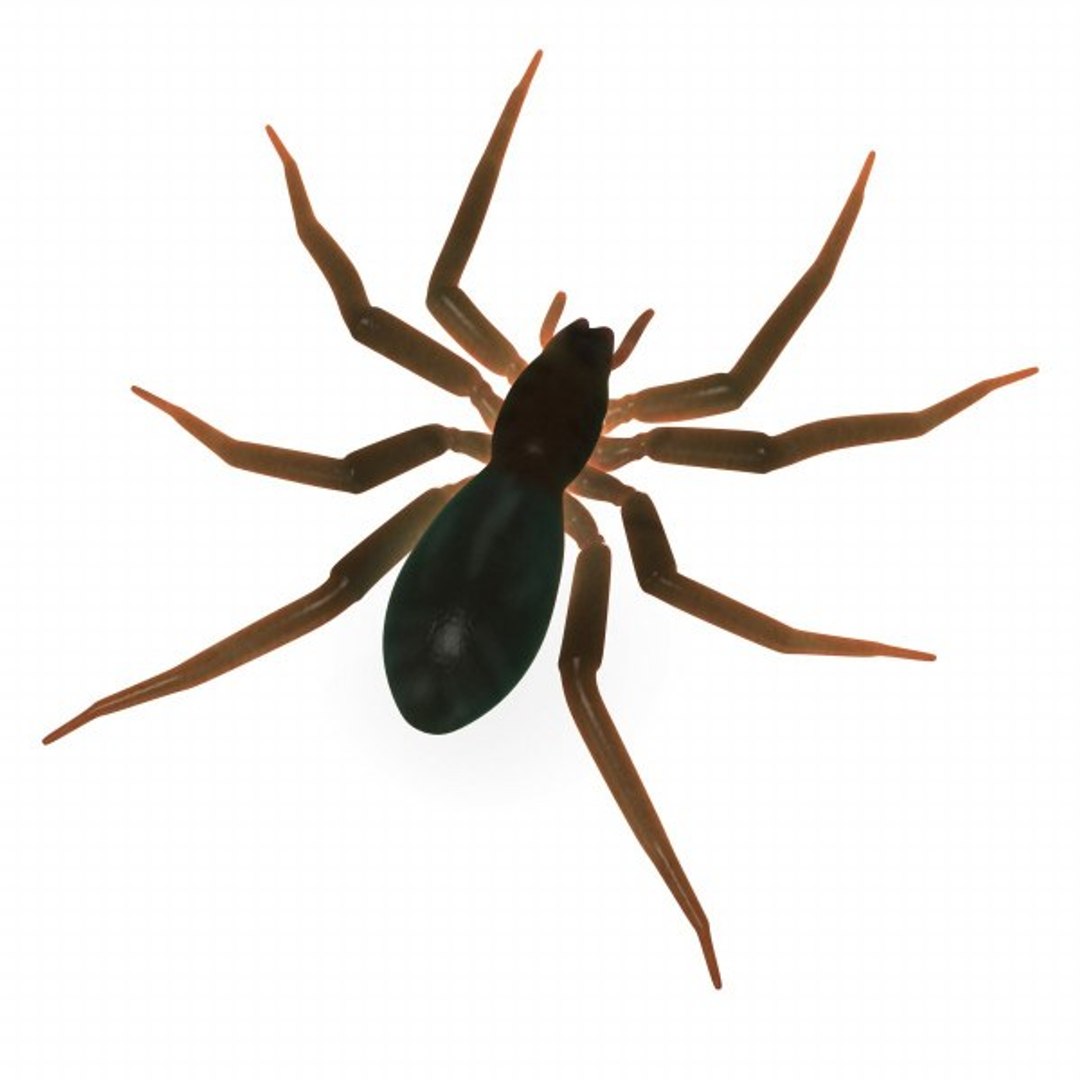 3ds max amaurobius spider