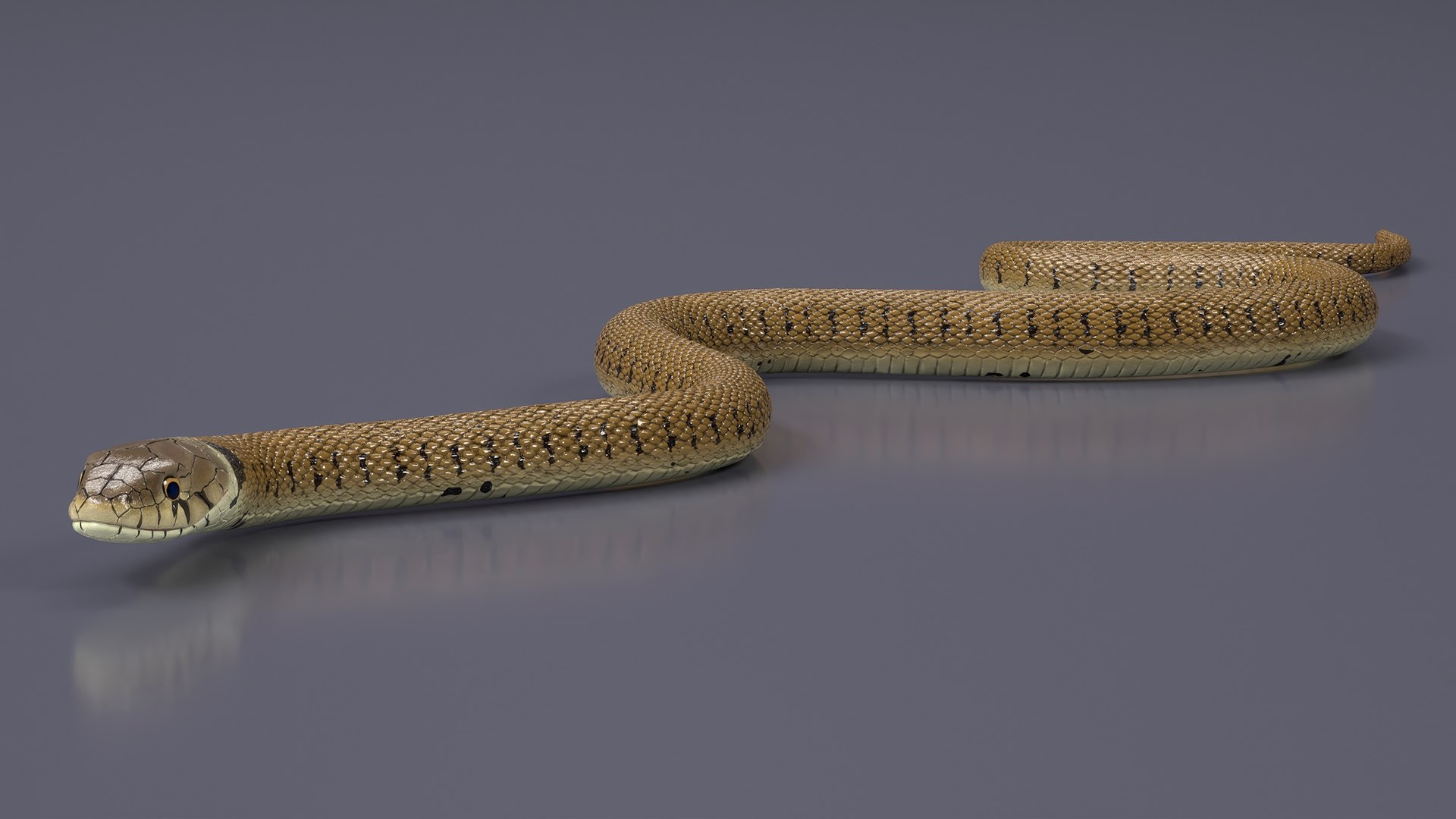 3D Model Water Snake Brown Crawling - TurboSquid 2248697
