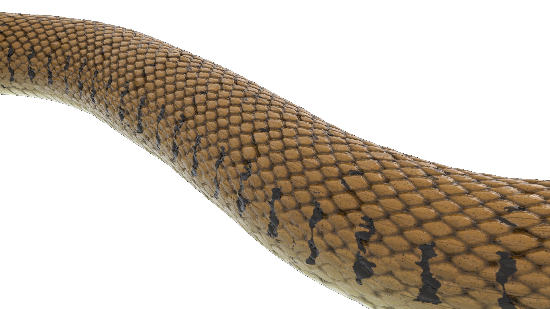 3D Model Water Snake Brown Crawling - TurboSquid 2248697