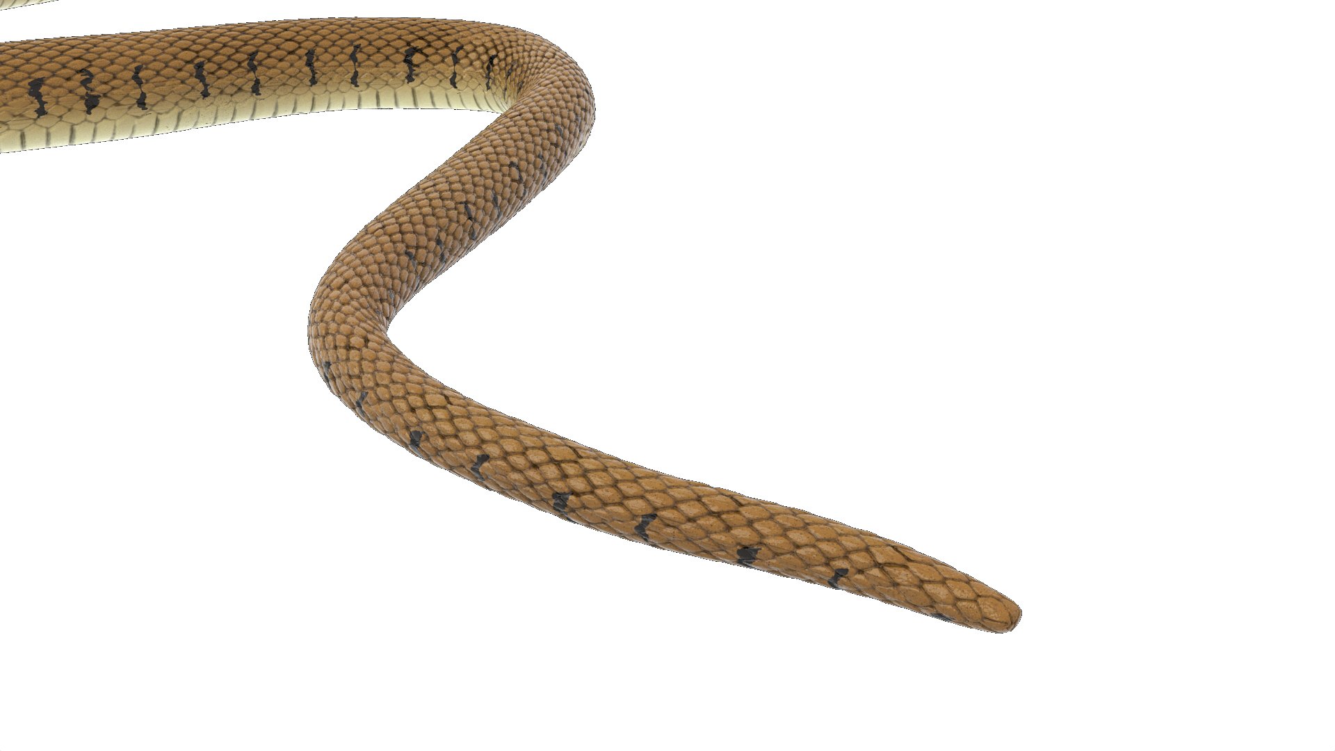 3D Model Water Snake Brown Crawling - TurboSquid 2248697