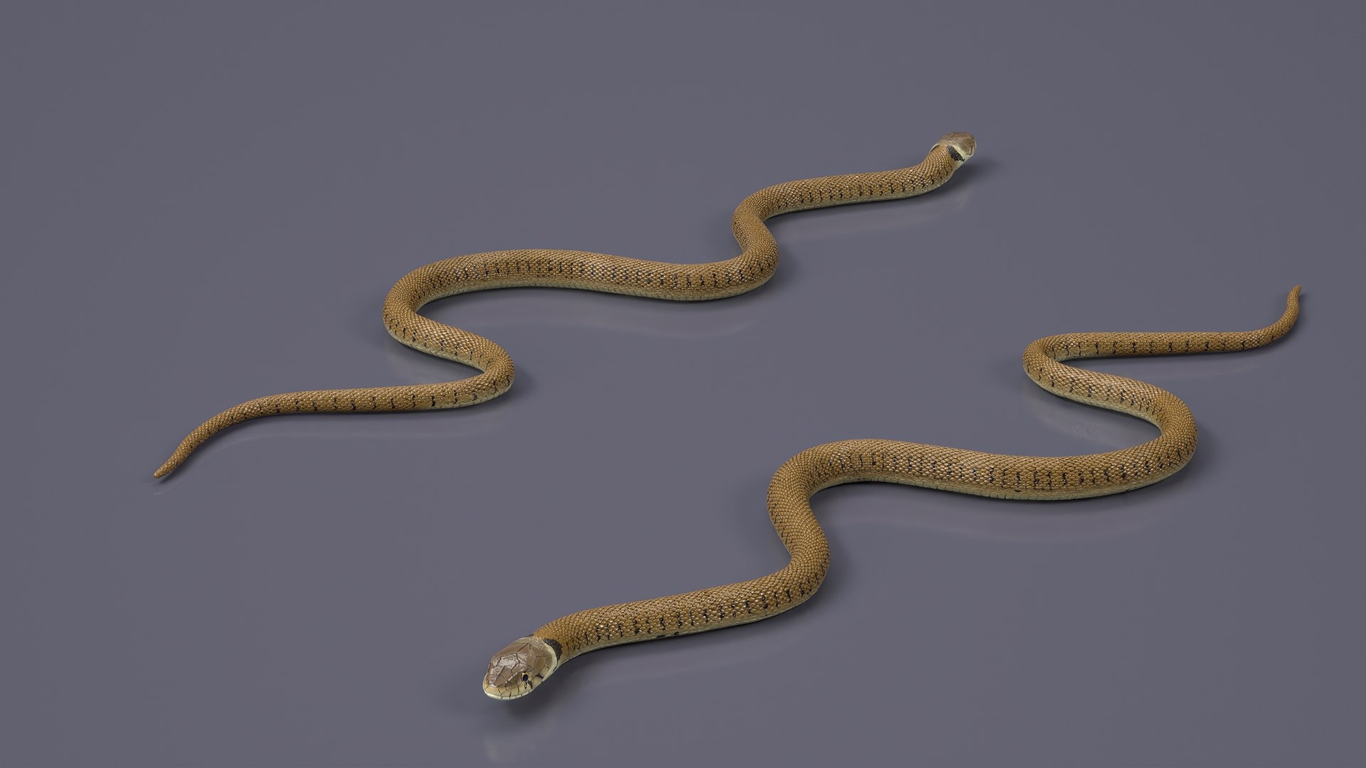 3D Model Water Snake Brown Crawling - TurboSquid 2248697